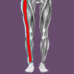Short Leg Piriformis Pain - Piriformis Pain